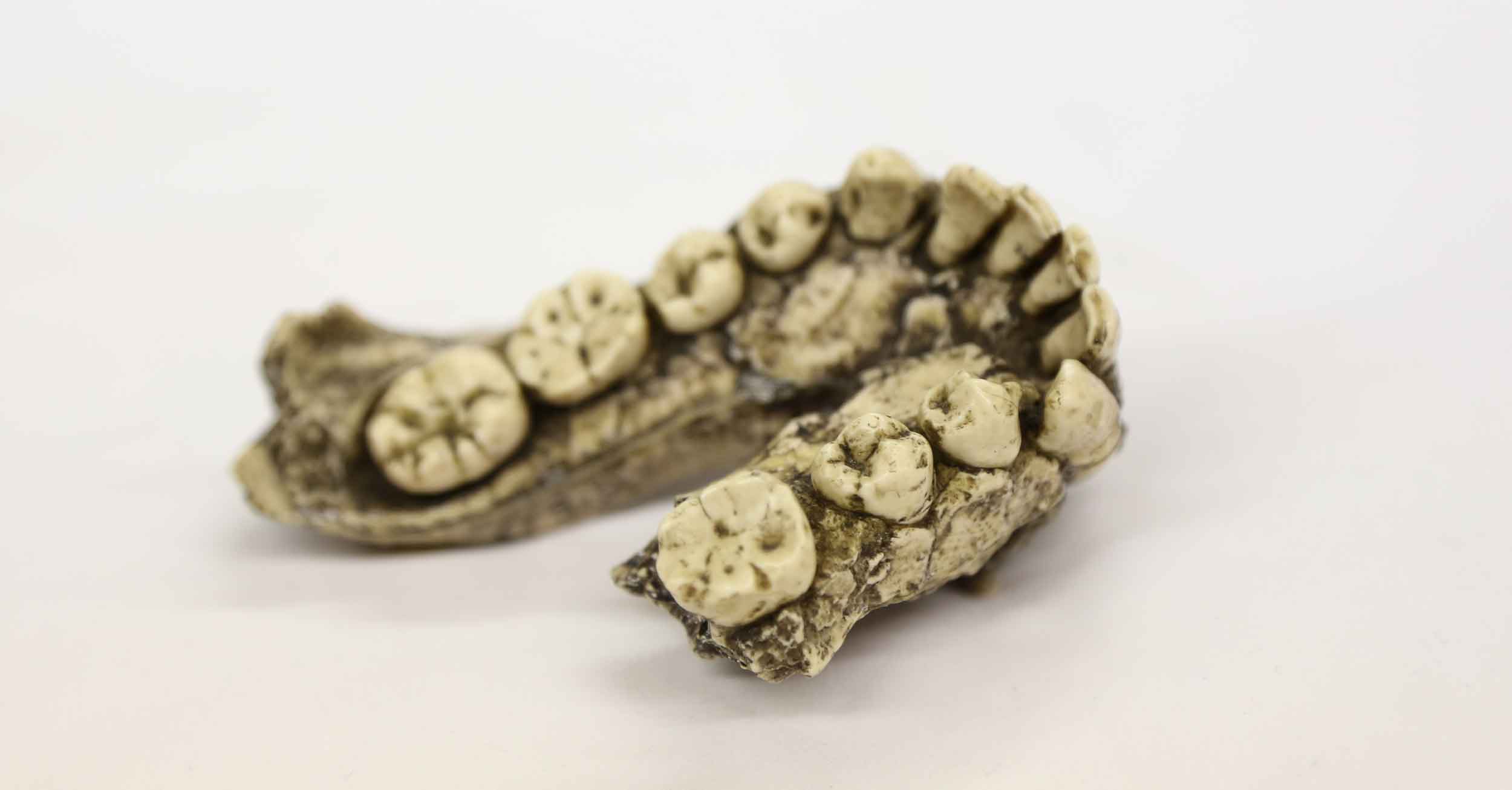 Secrets within the teeth of the first Homo fossils