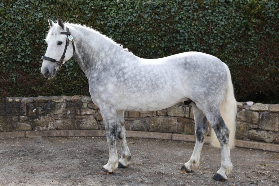 The Irish Draught Horse – 10 Incredible Facts