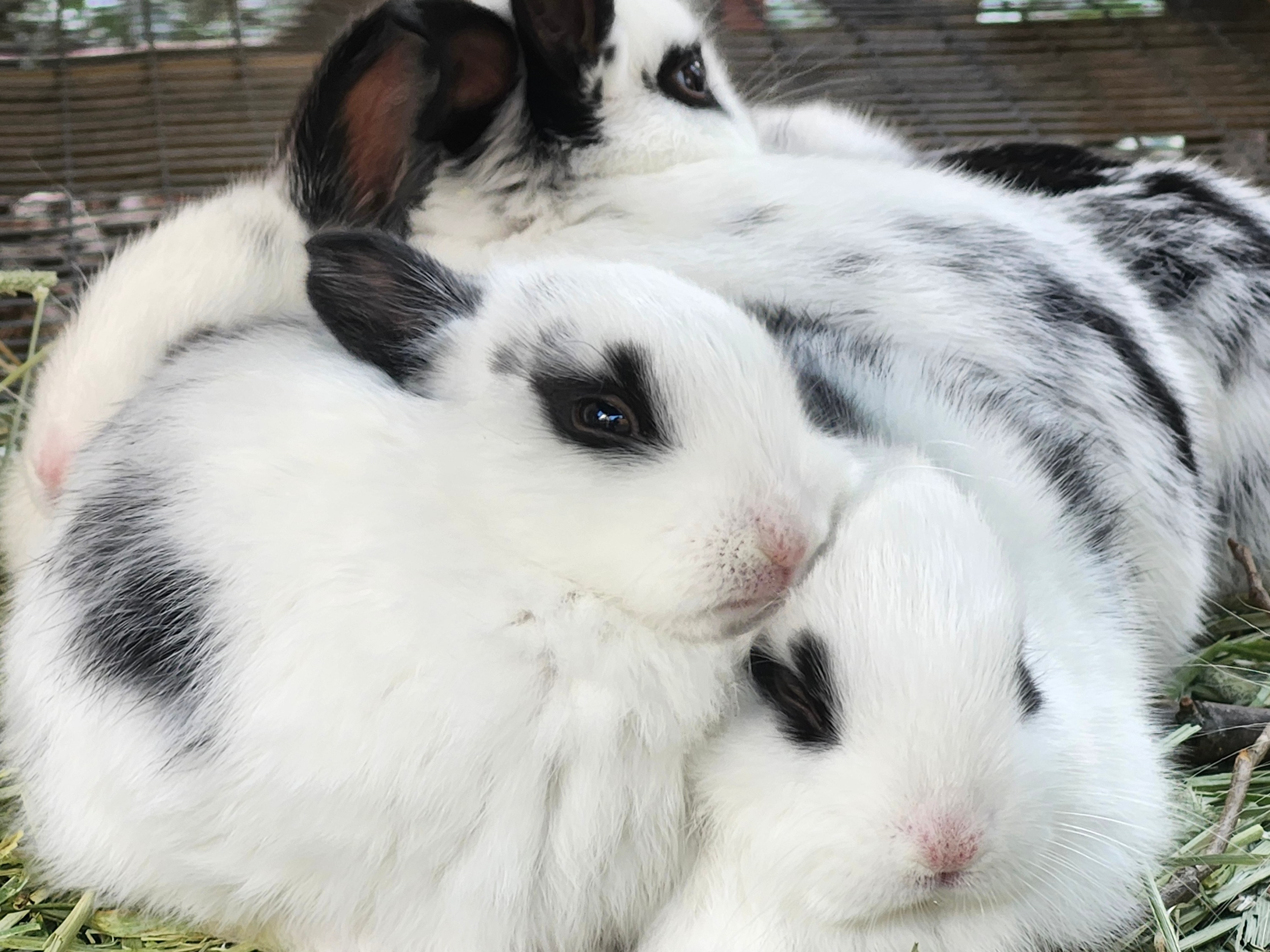 Rabbit Breeding for Beginners: How to Start a Rabbitry on Your Homestead