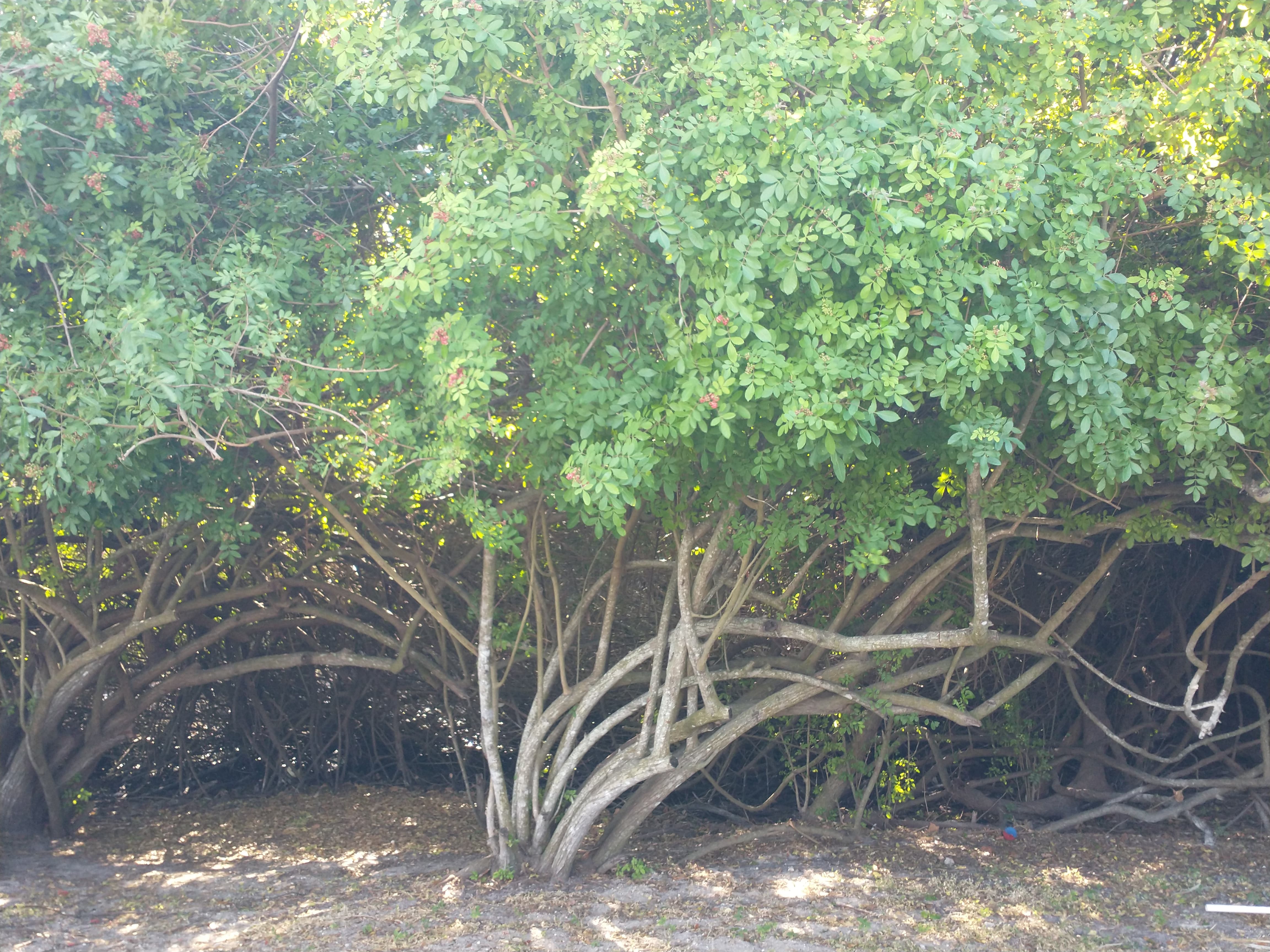 A Jesse Tree Advent(ure) - by Joanna Berens