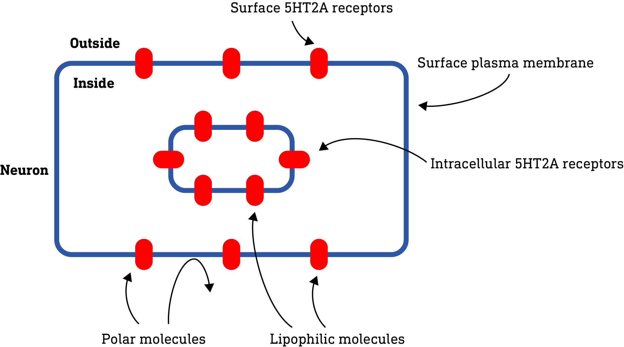 Psychedelics, neuroplasticity, and intracellular 5HT2A receptors...