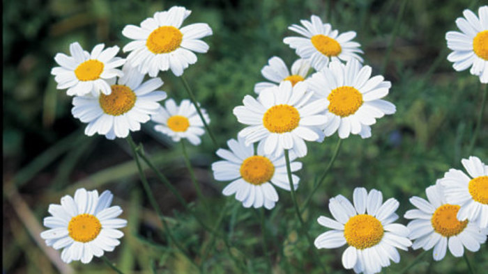 The appeal to nature fallacy is the false belief that "natural" is better