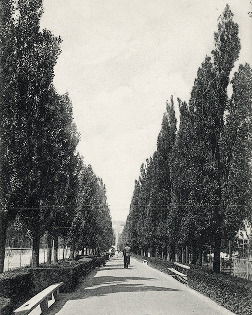 How chestnut trees became a symbol of Kyiv