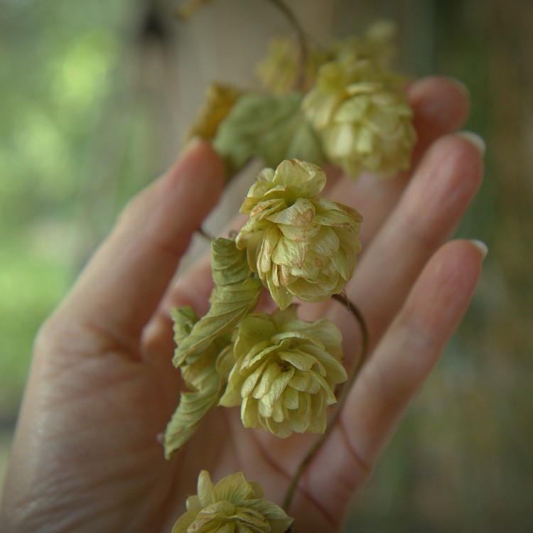 A harvest of colour and forms - by Lou Jackson