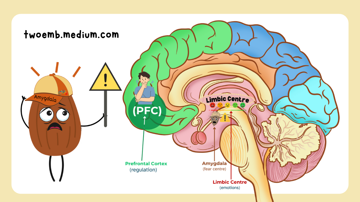 Dr. Siegel’s Hand Model of the Brain - by Jillian Enright