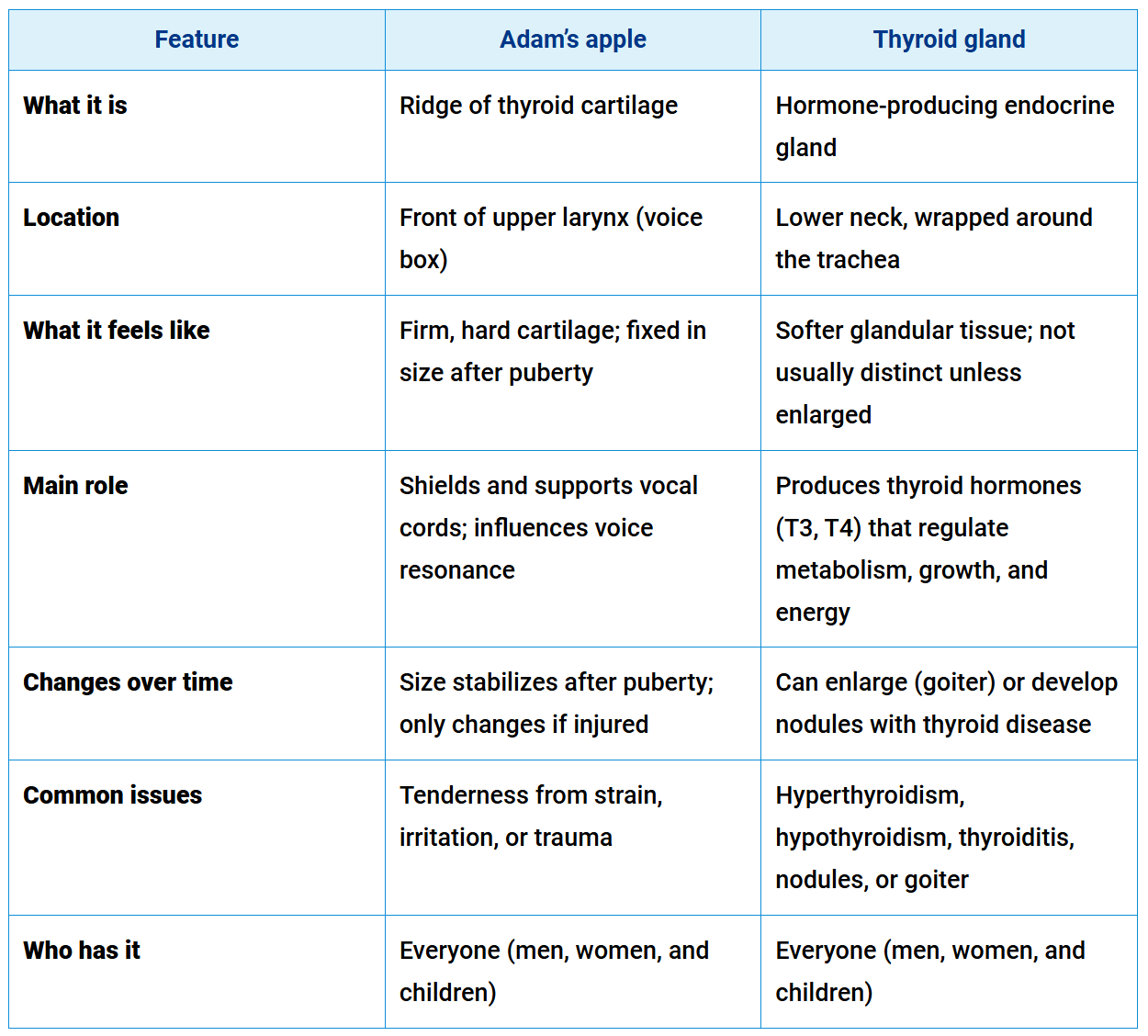 Your Adam's Apple - What It Is, What It Does, and Who Has One