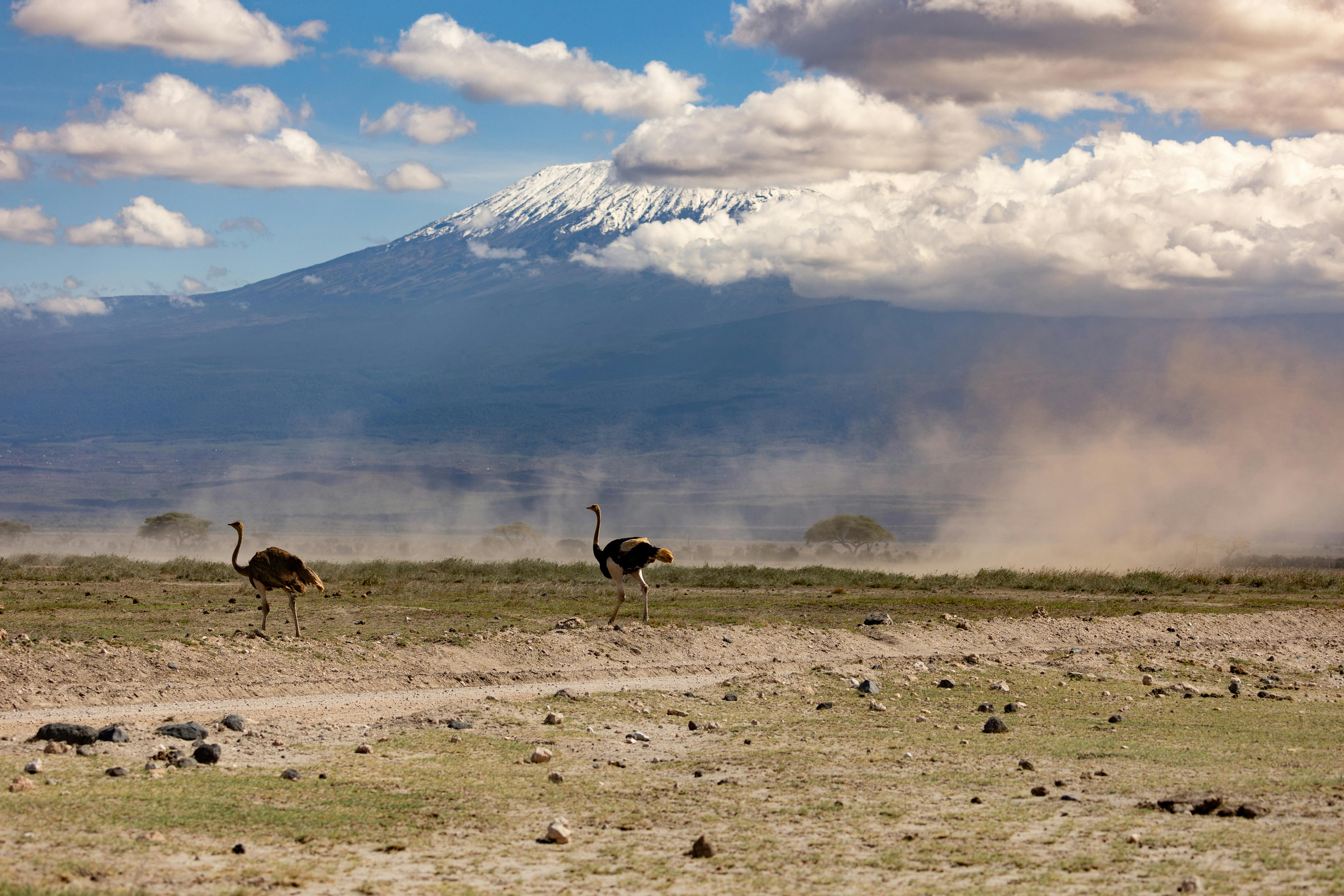 The Day the Earth Ripped Apart: The Birth of the East African Rift