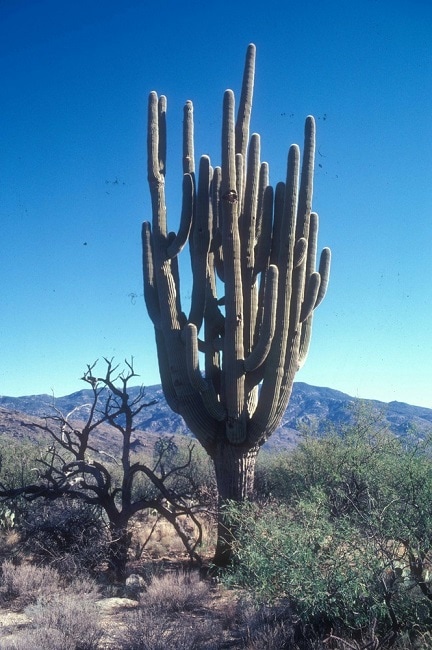 Exceptional Saguaros - by Jan Spell