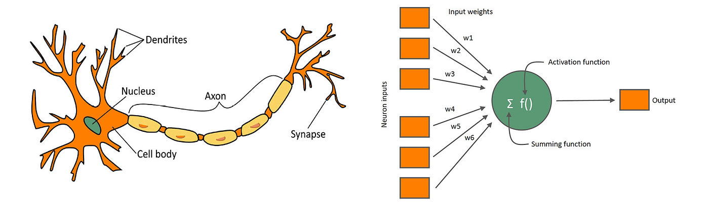 Neural Networks 101: Understanding the “Brains” Behind AI