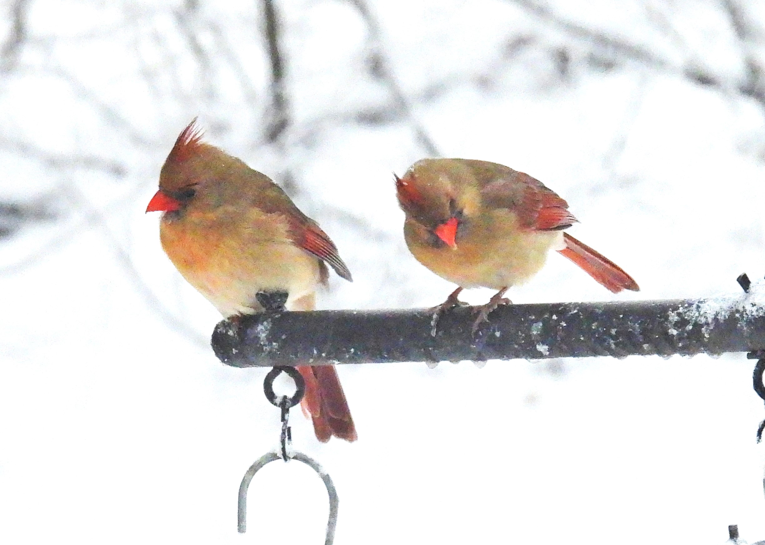 Meet Leucy - the Leucistic Northern Cardinal