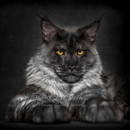 Psychopaths And Animals - by Athena Walker