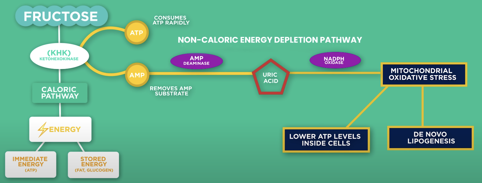 Fructose is Metabolically Harmful. So Why Isn't Fruit?