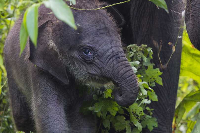 The Leuser Ecosystem has come a long way, but its future is still ...