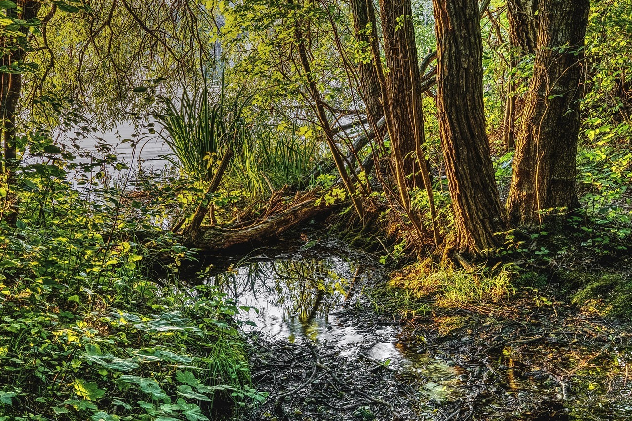 The Importance of Local Ecosystems - by Ron Dodson