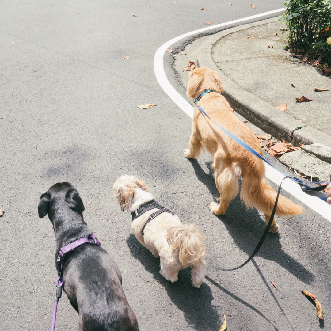 The Science Behind Positive Reinforcement in Dog Training