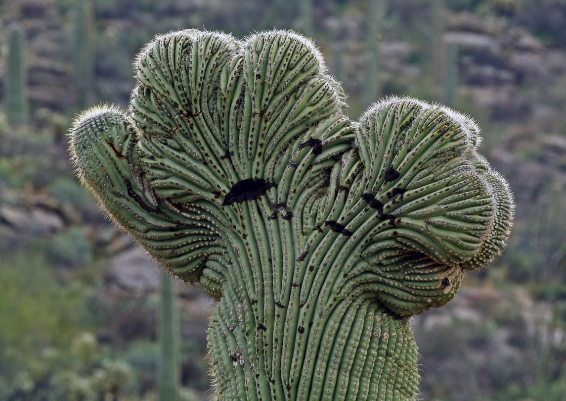 Exceptional Saguaros - by Jan Spell