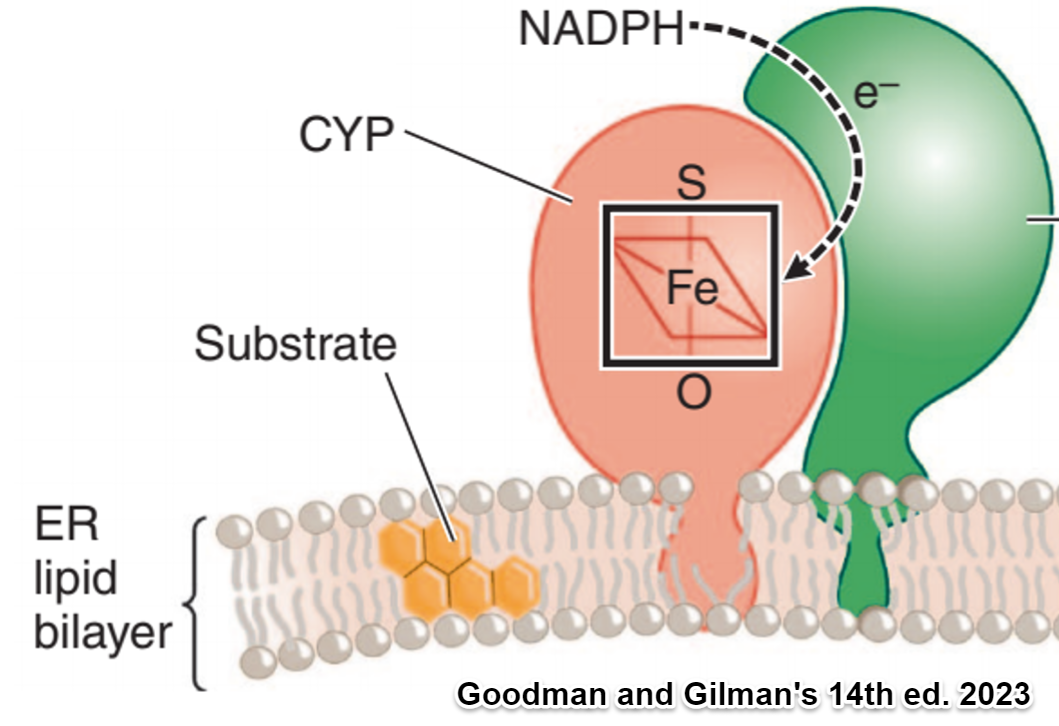 🔎APPROFONDIMENTO: Citocromo P450 - by Dr. Gilberto Lacchia