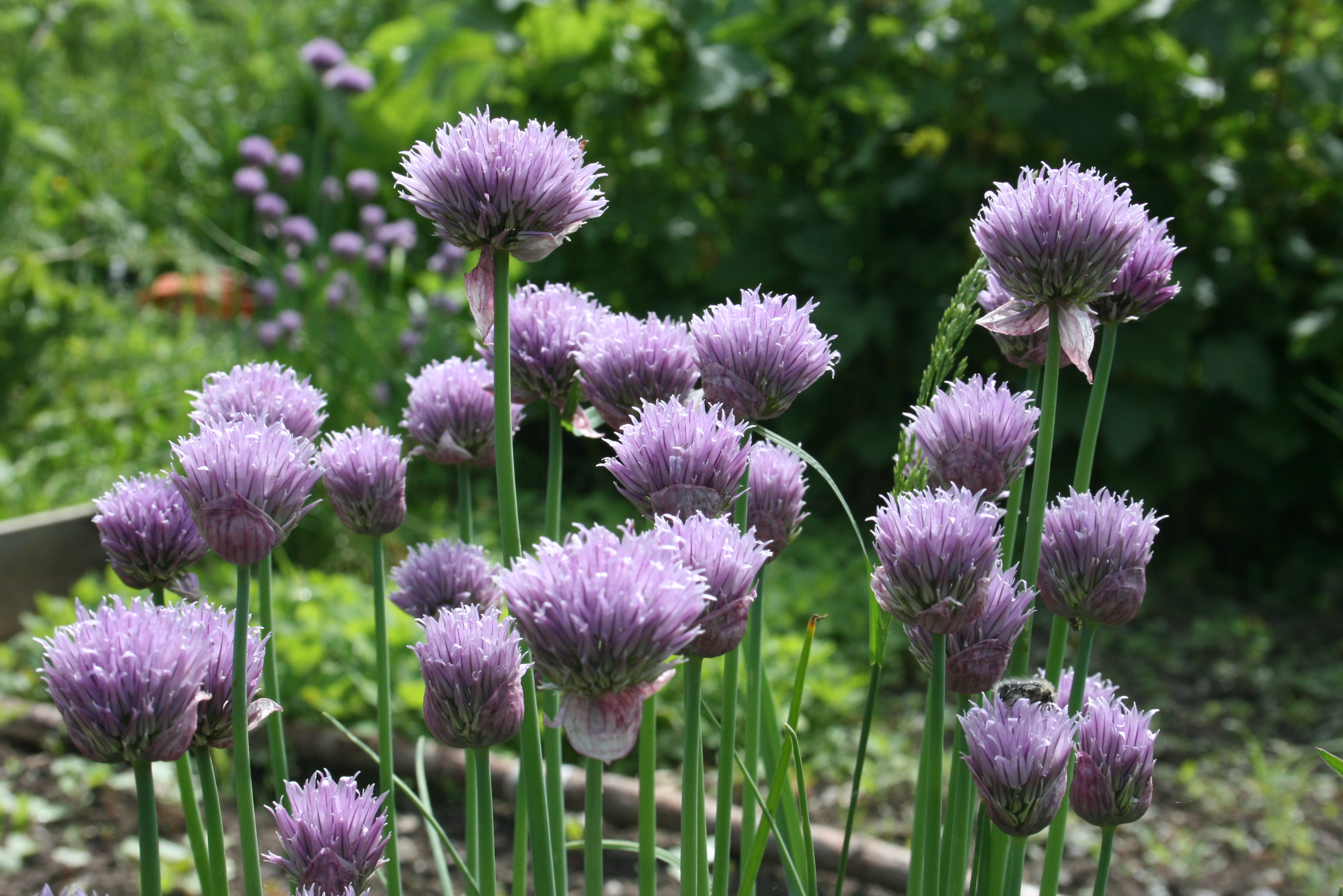 Balkan Ecology Project : Plants, Wildlife and Polycultures for Forest ...