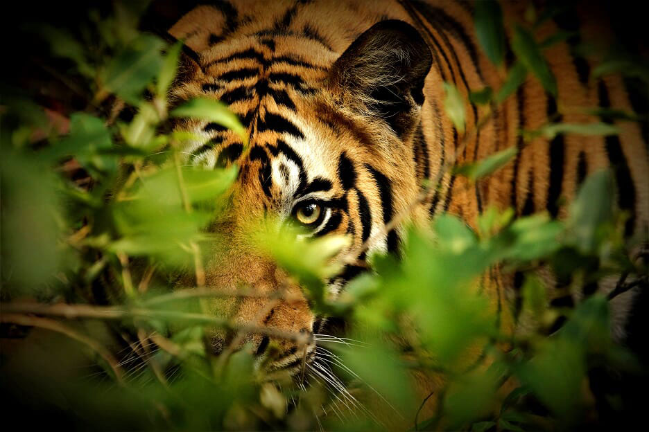 Tracking Tigers: India's Ultimate Luxury Safari Experience