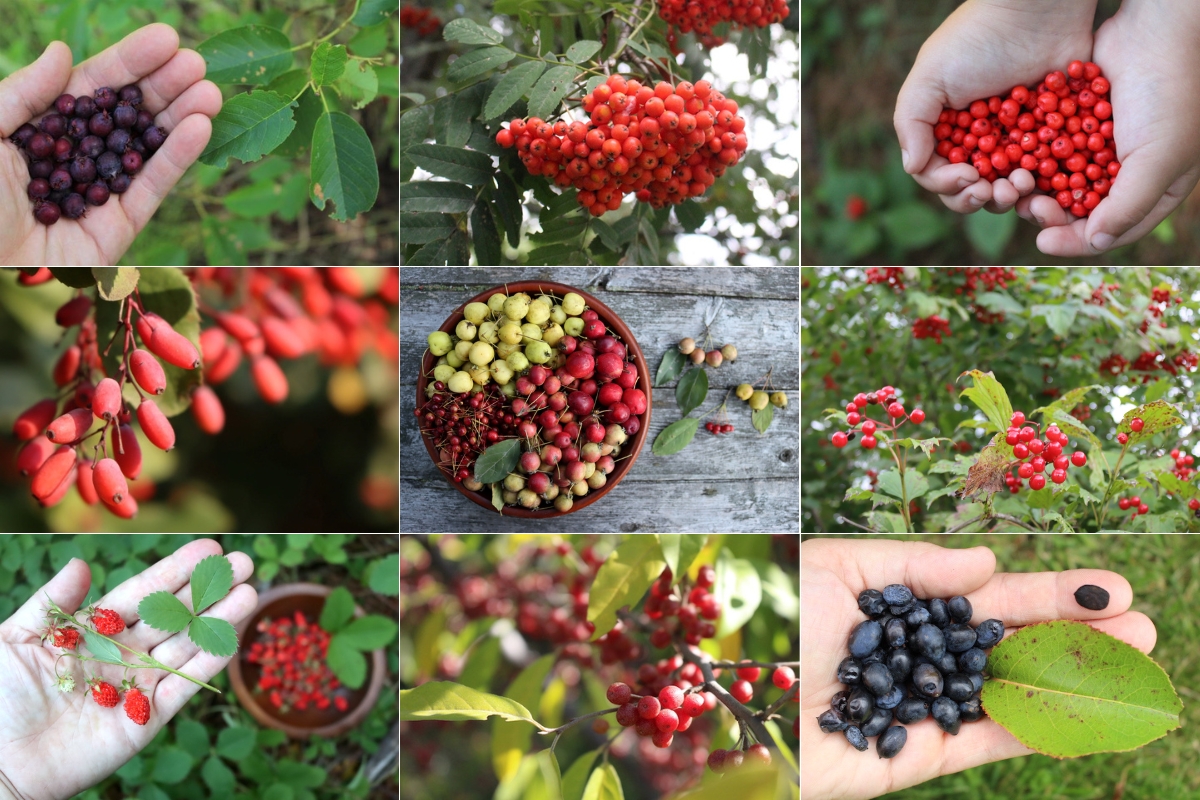 50+ Edible Wild Fruits and Berries | Practical Self Reliance