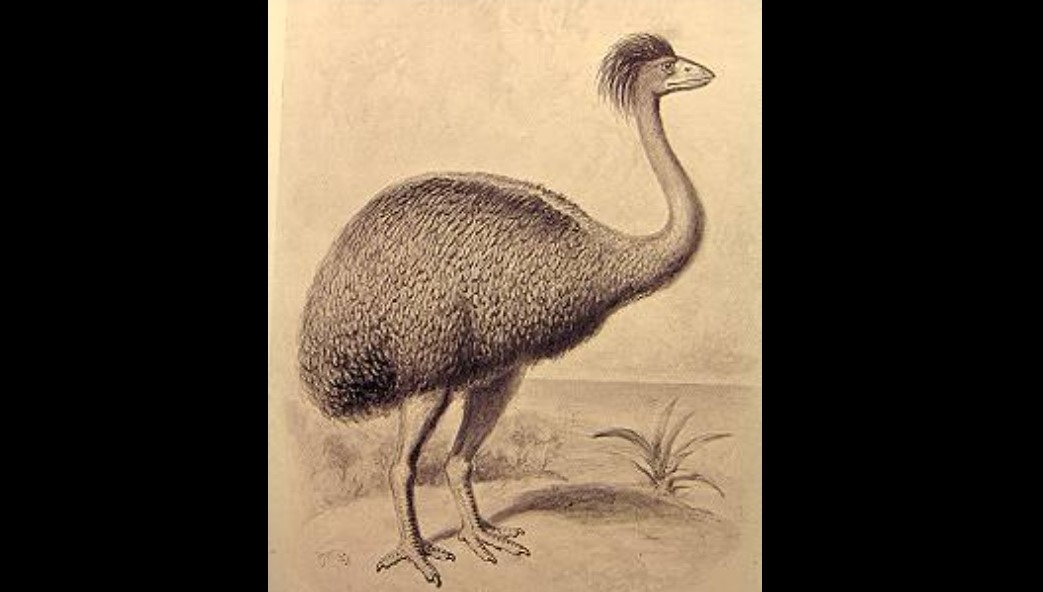 Elephant Birds: Feathered Giants of Madagascar