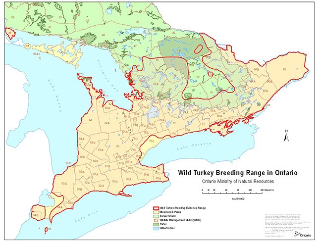 Let’s Talk Turkey: The Untold Story of Ontario’s Wild Bird Comeback