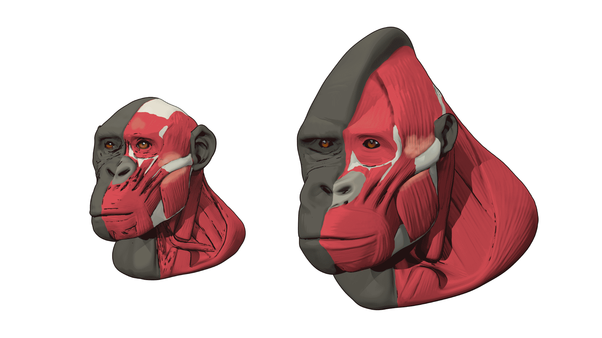 The real story of myosin, jaw muscles, and ancient brains