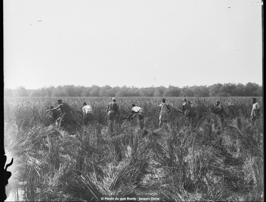 The invention of Agriculture in Africa: plant domestication and the ...