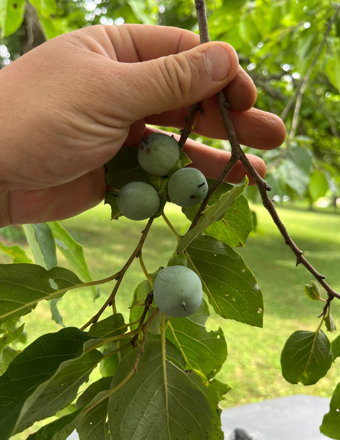 What Is Homegrown National Park? - Backyard Berry Substack