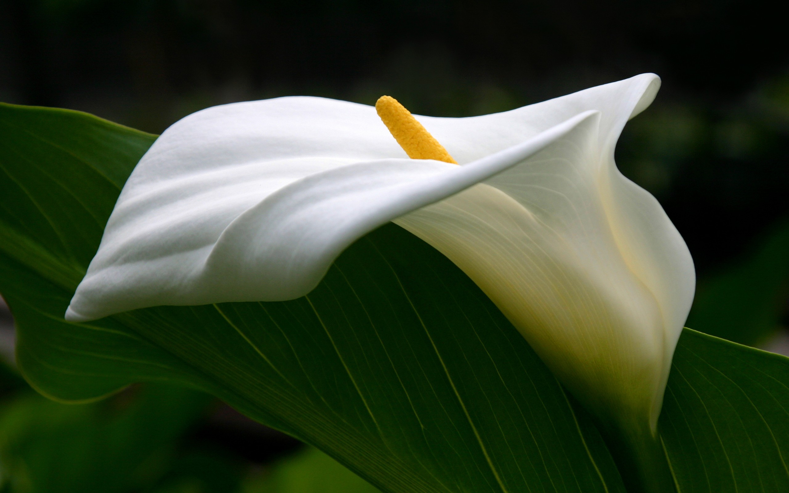 Calla Lily: Meaning of Different Colors and Symbolism