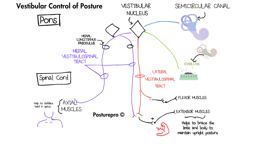 How the Brain Controls Your Foot Position (And What You Can Do About It)