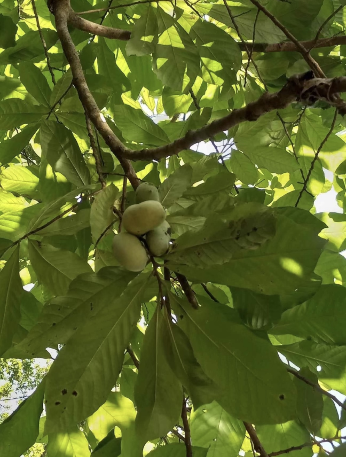 What Is Homegrown National Park? - Backyard Berry Substack
