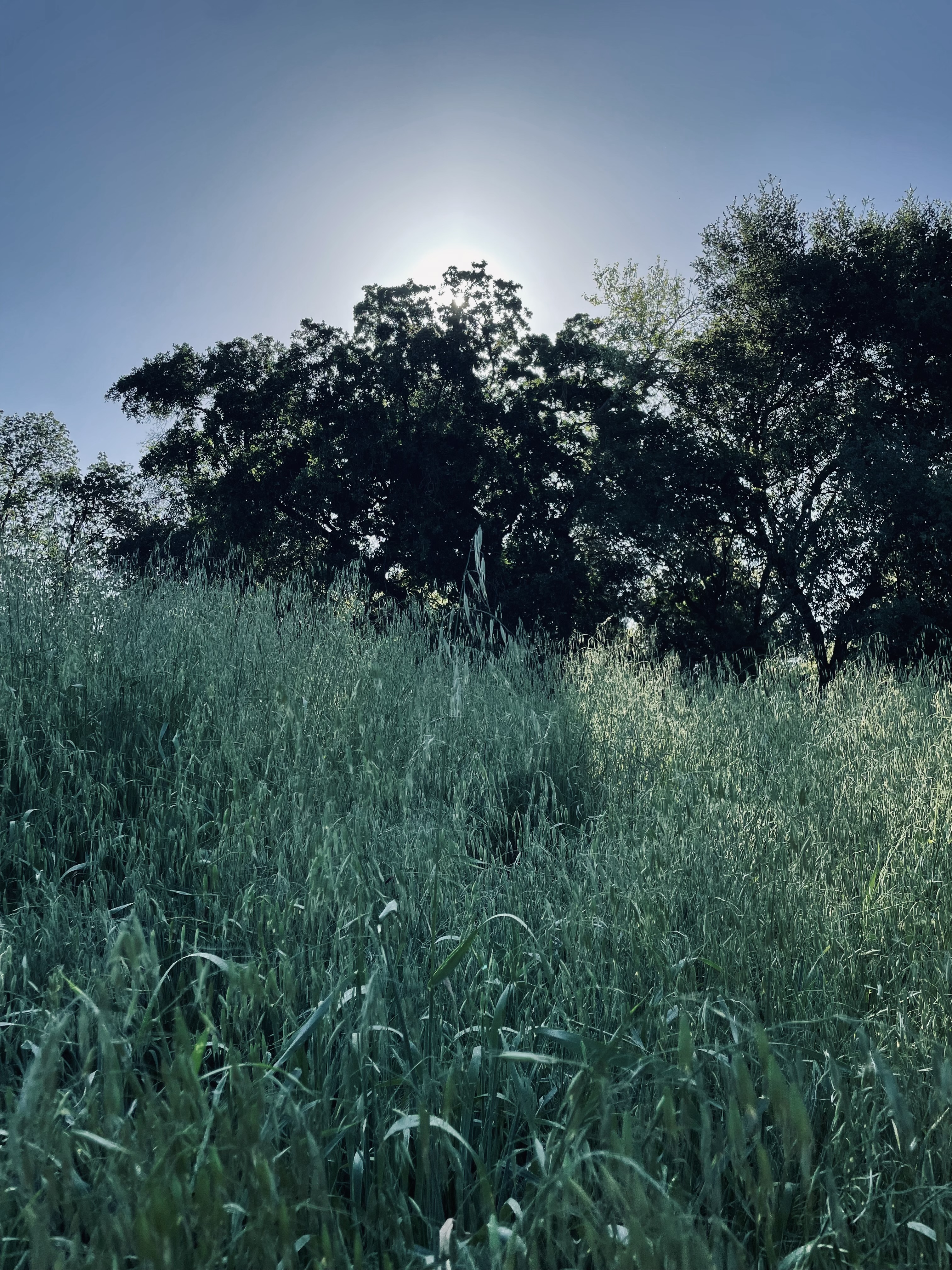 Eyes on Him - by Heather Spiva - Olive Finch Devotions