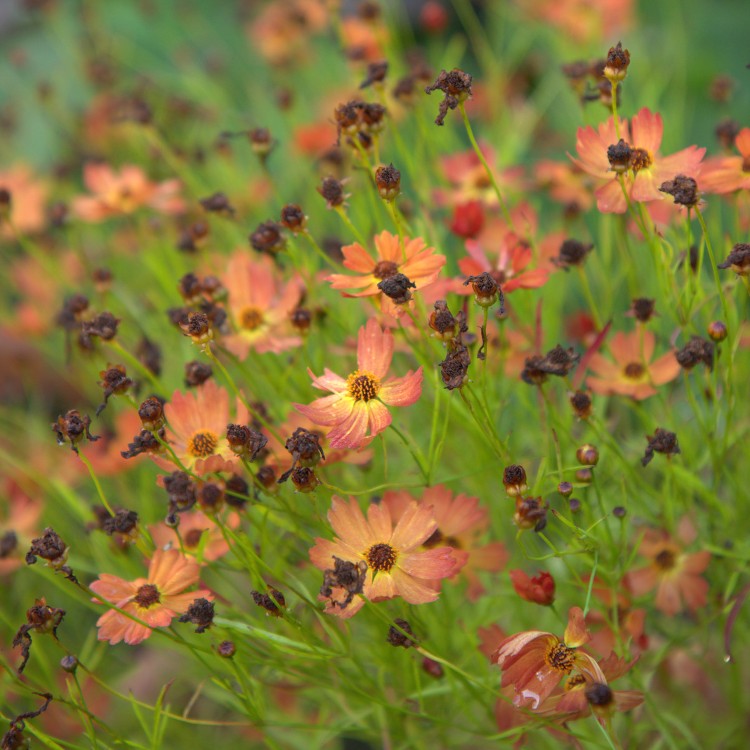 The wonder of colour-changing cosmos - by Lou Jackson