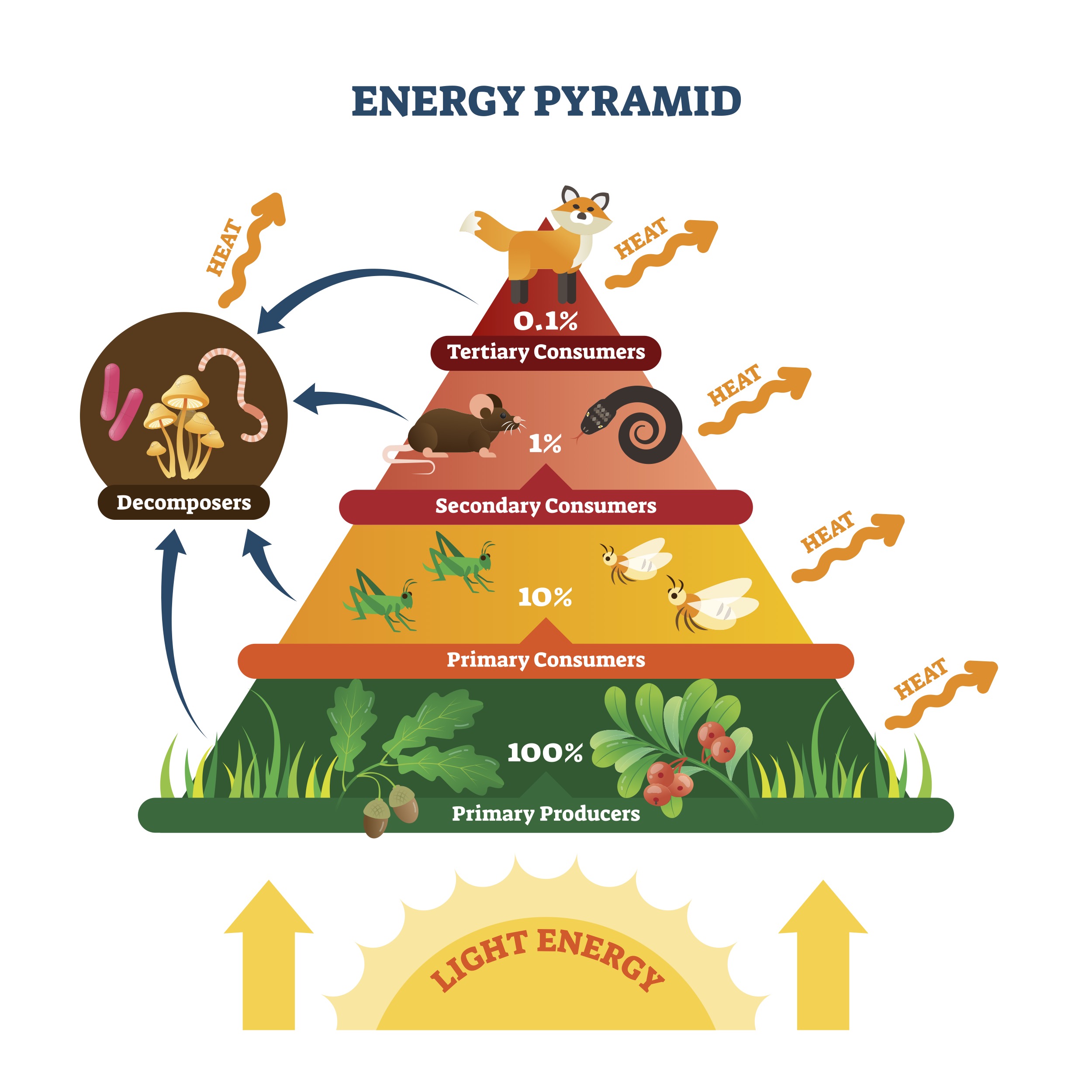10: Energy Flow and Nutrient Cycles