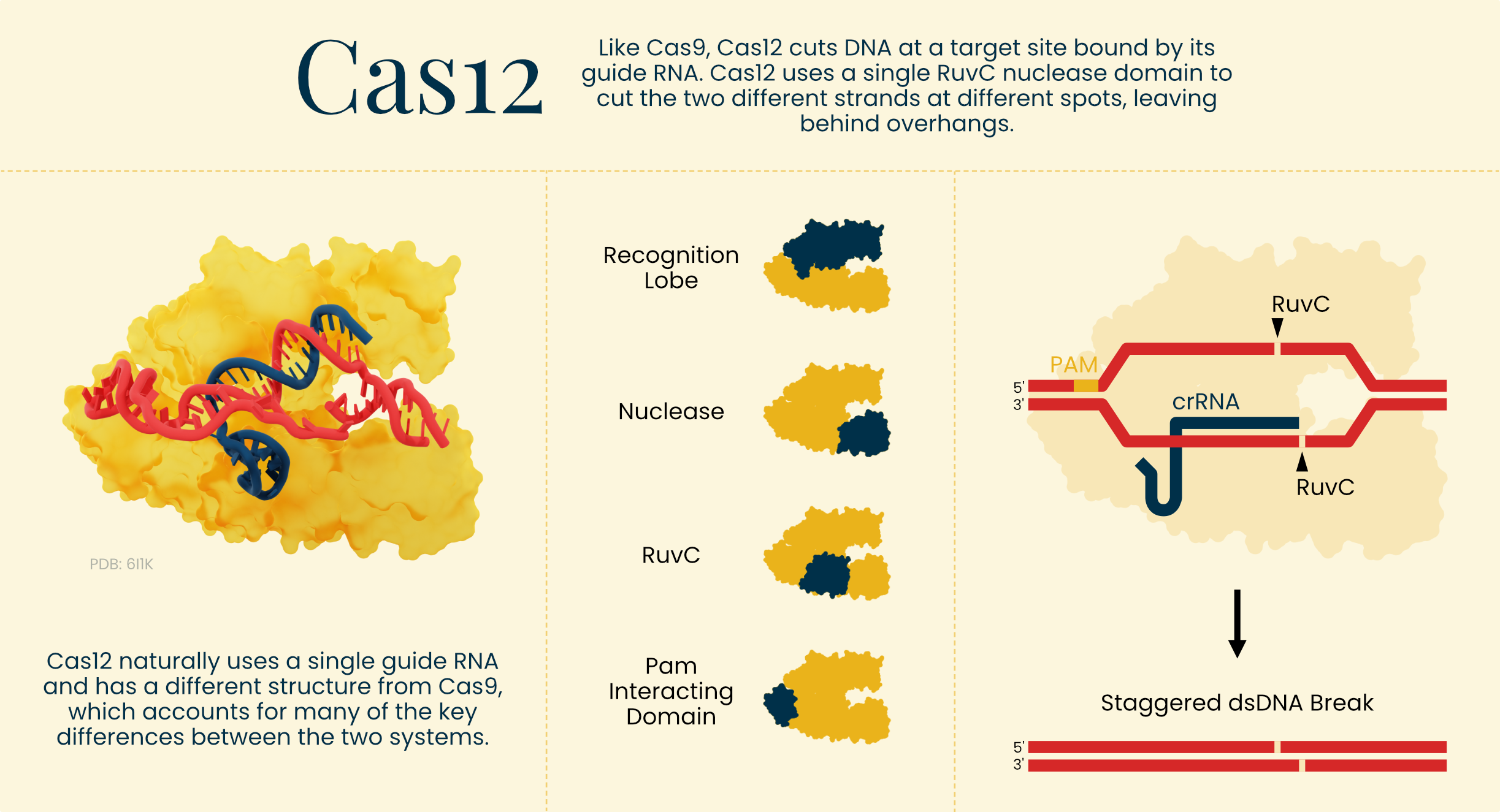 A Visual Guide to Genome Editors - by Evan DeTurk