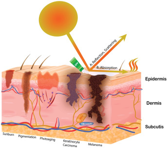 How does sunscreen work? - by Cassandra Quave