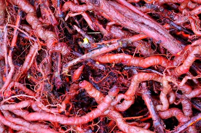 The Many Lives of Madder: A Red Thread Through Landscape, Time, and Meaning