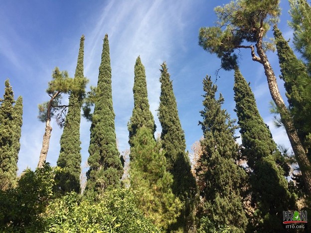 The Cypress of Iran: A Tree Rooted in History, Myth, and Art