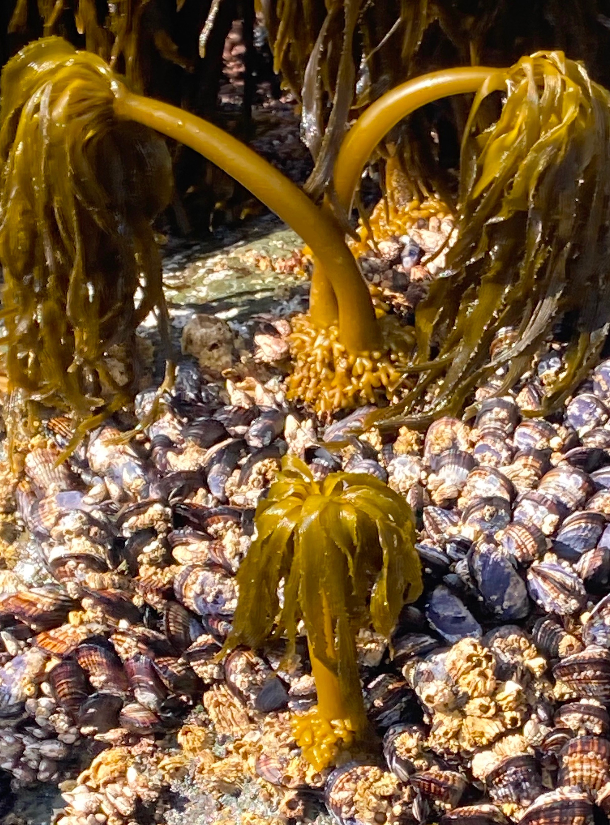 The Art of Underwater Adhesion: Seaweed Holdfasts