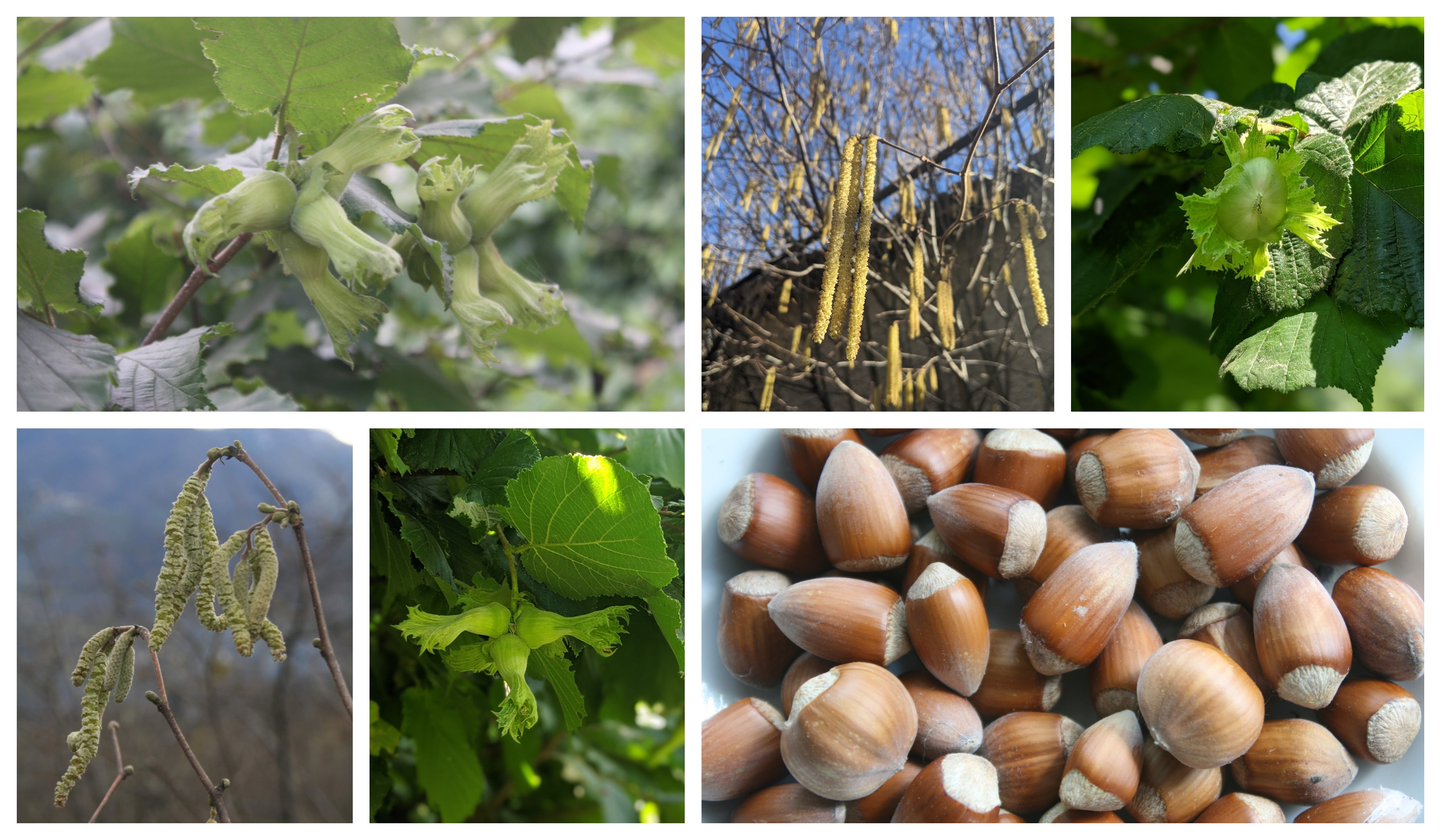 The Amazing Hazel - The Essential Guide to Probably Everything you Need ...