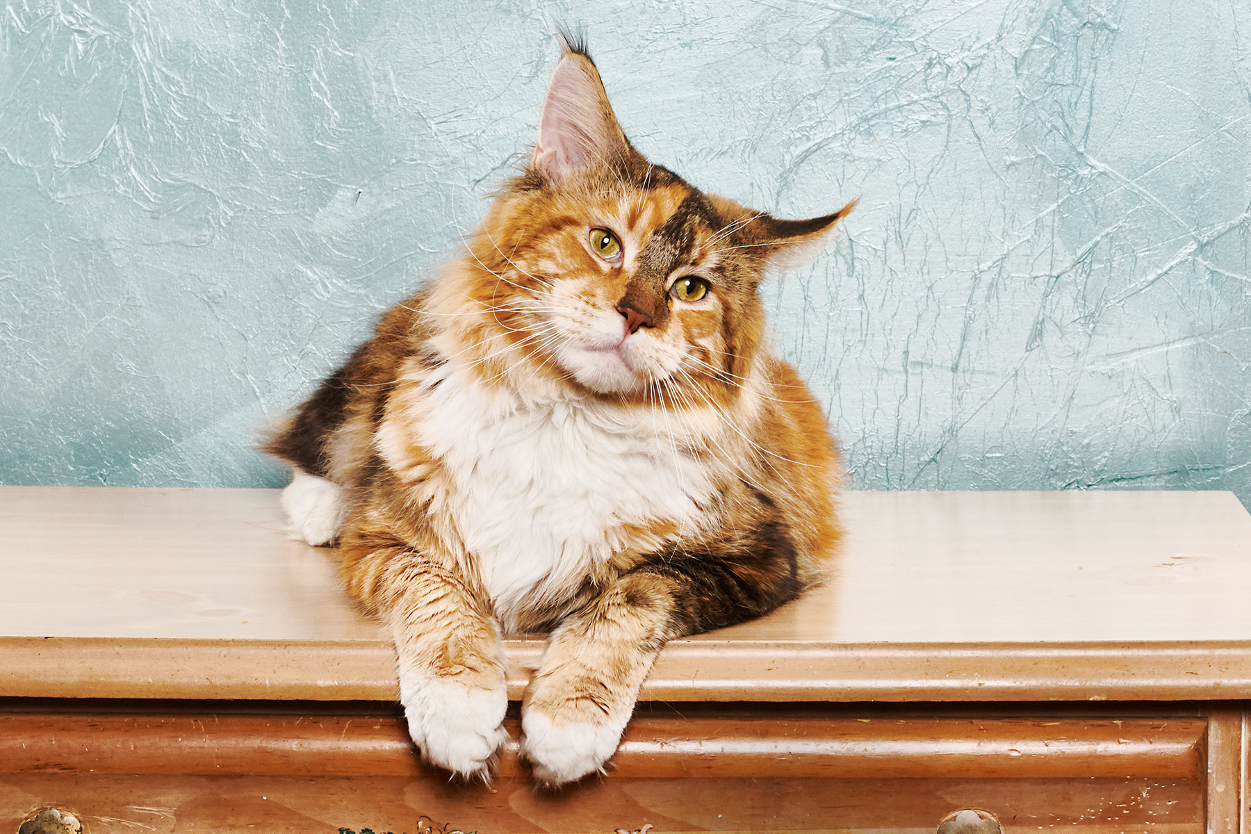 ¿Por qué casi todos los gatos calicó son hembras? La respuesta te ...