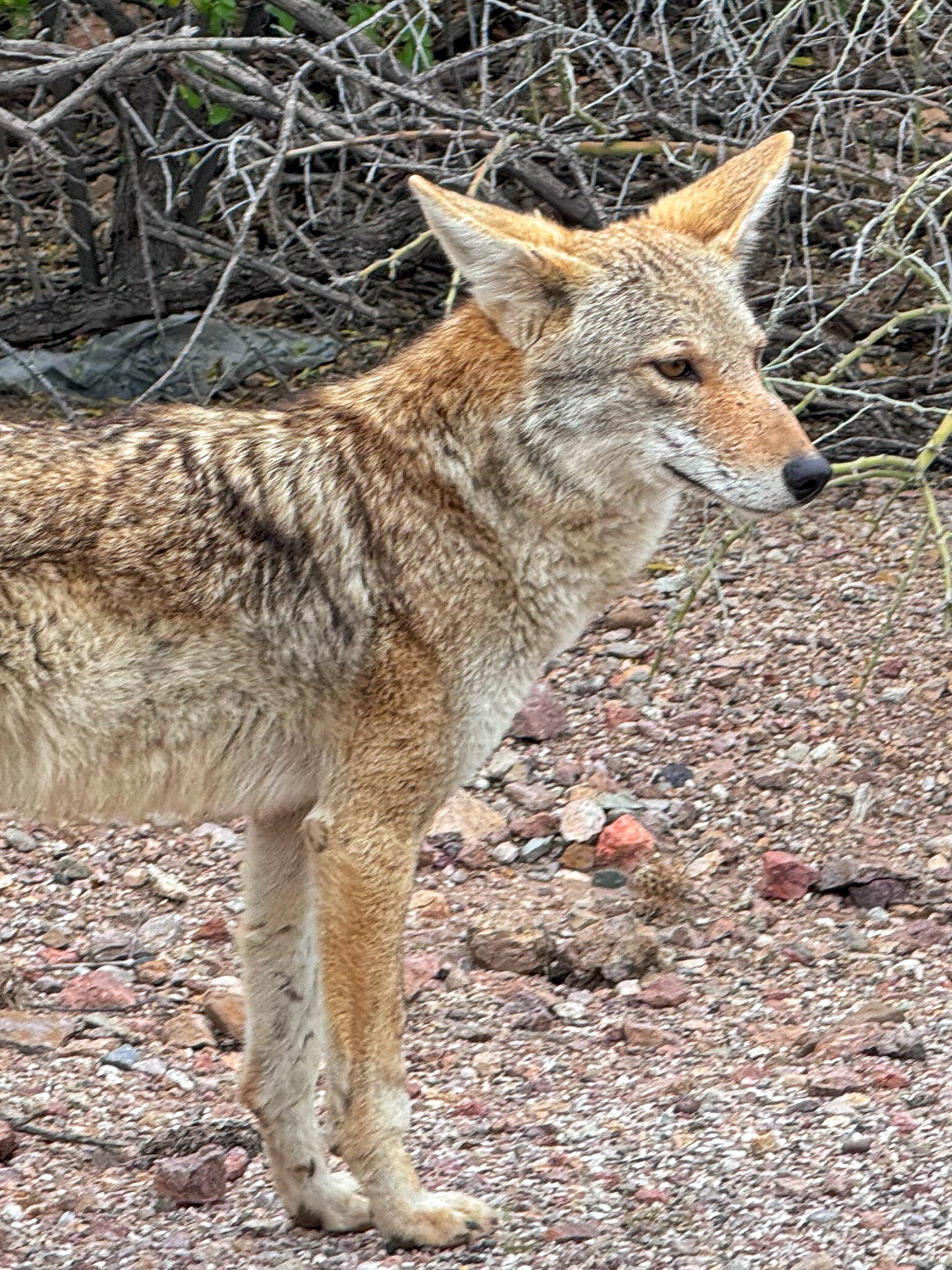 The Curious Coyote - Tom Ryan, Author