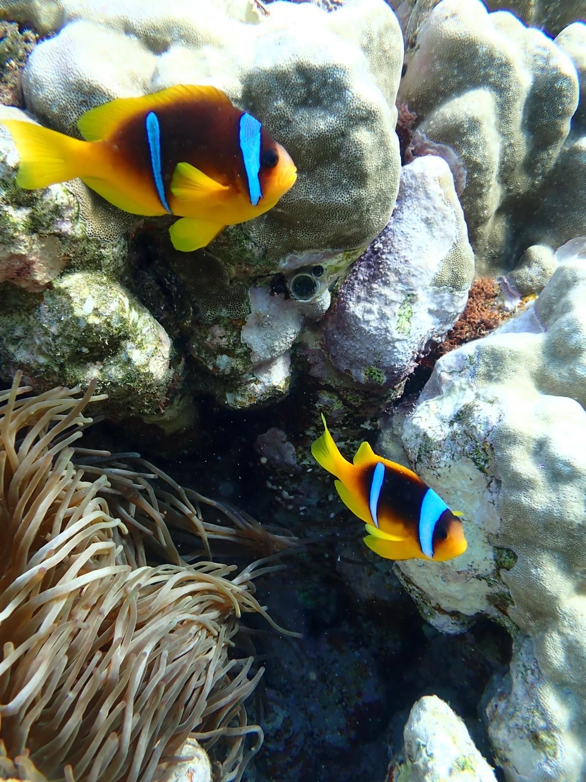 Daniëlle Stotijn on Substack: "True Mastery is driven by inner Autonomy and not forced or ...