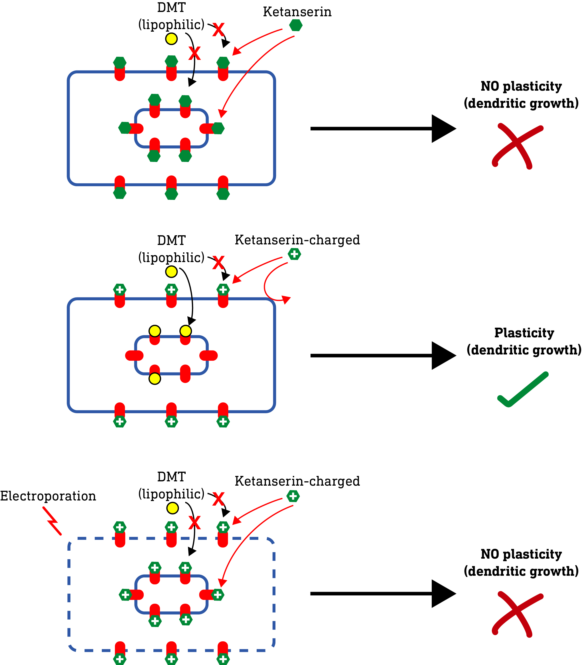 Psychedelics, neuroplasticity, and intracellular 5HT2A receptors...
