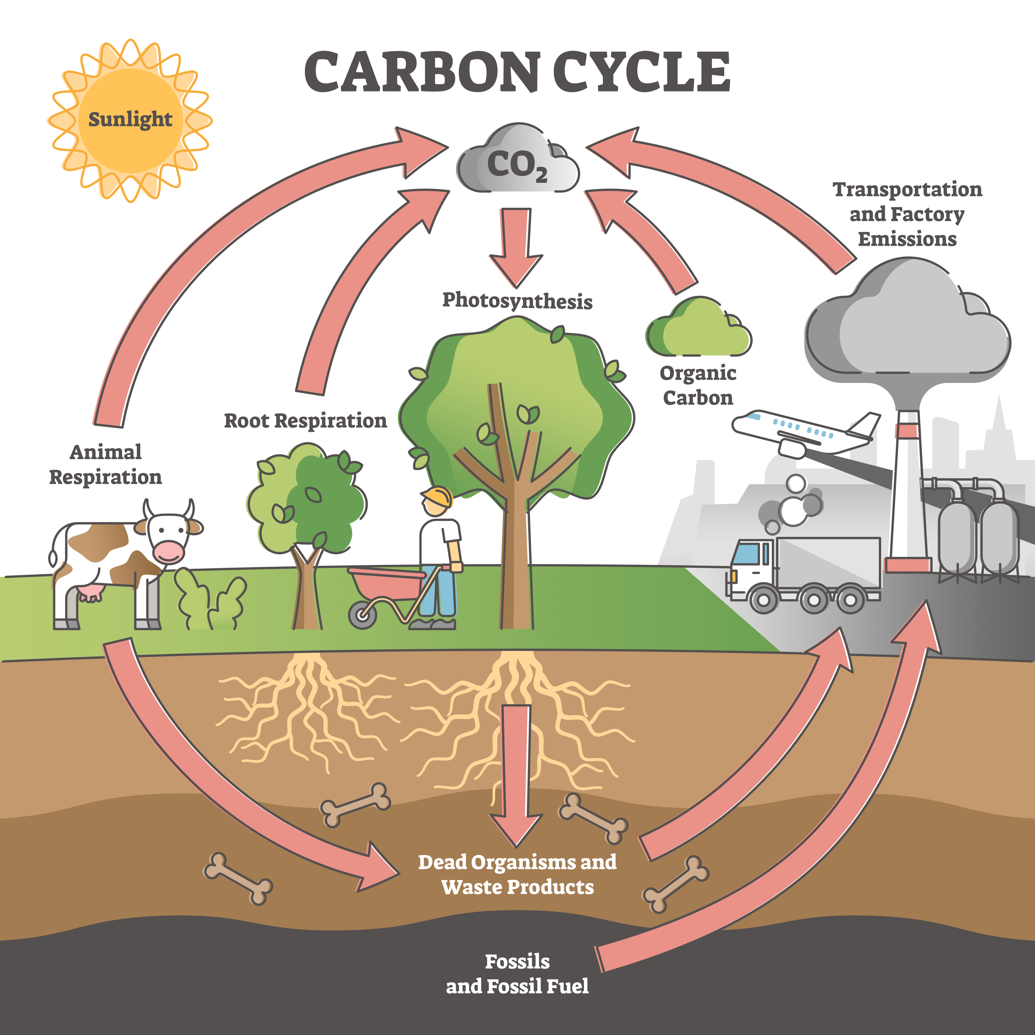 10: Energy Flow and Nutrient Cycles