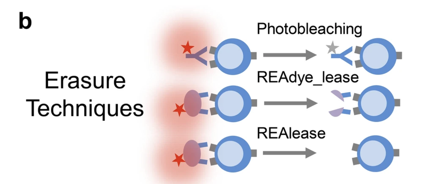 MACSima™, the spatial biology platform from Miltenyi Biotec