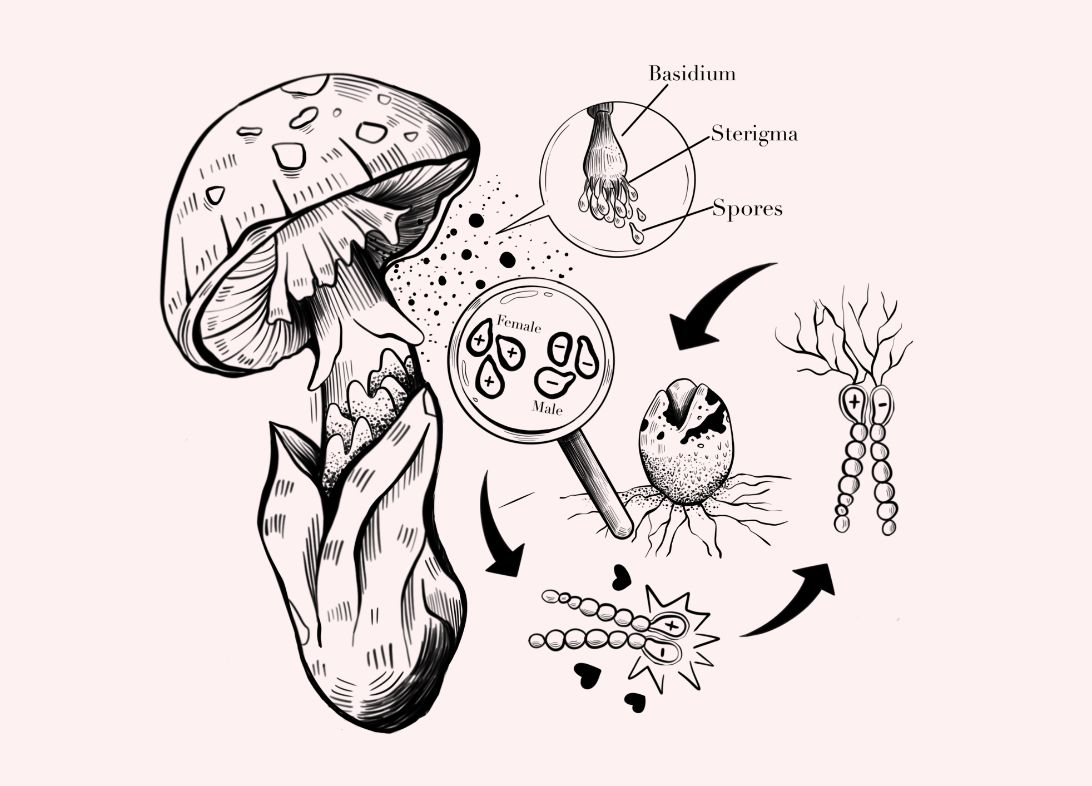 Mushrooms Dissected: Essential Anatomy for Foragers 🍄🔍