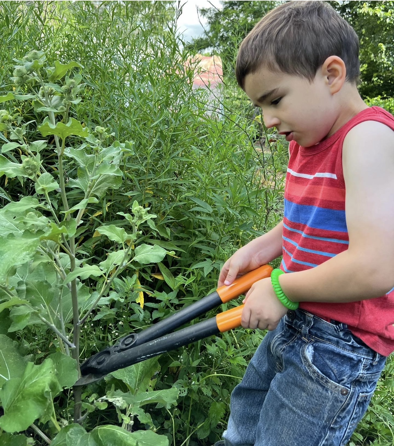 What City Kids Learn on My Farm - by Larissa Phillips