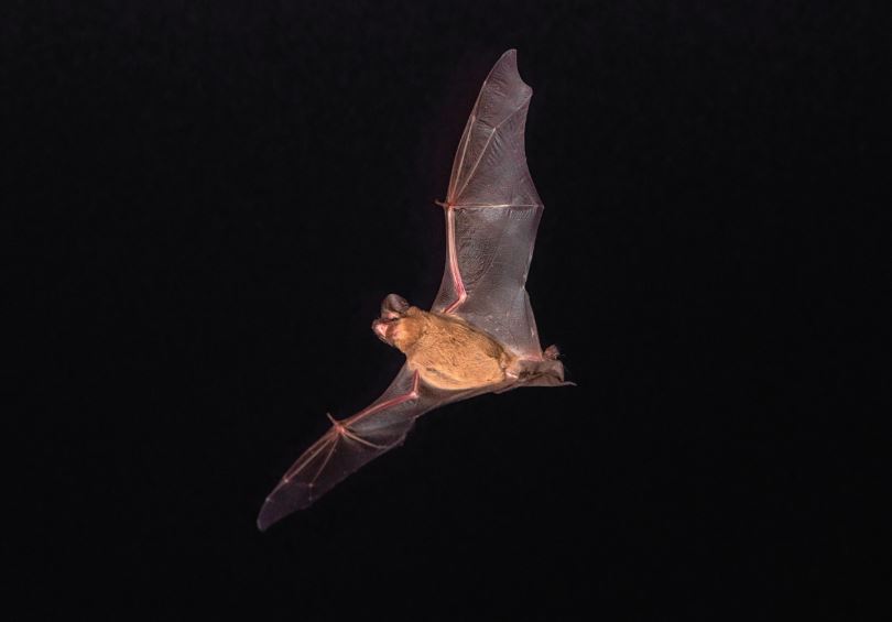 The Secret Lives of Bats: Nature’s Insect Controllers and Silent ...